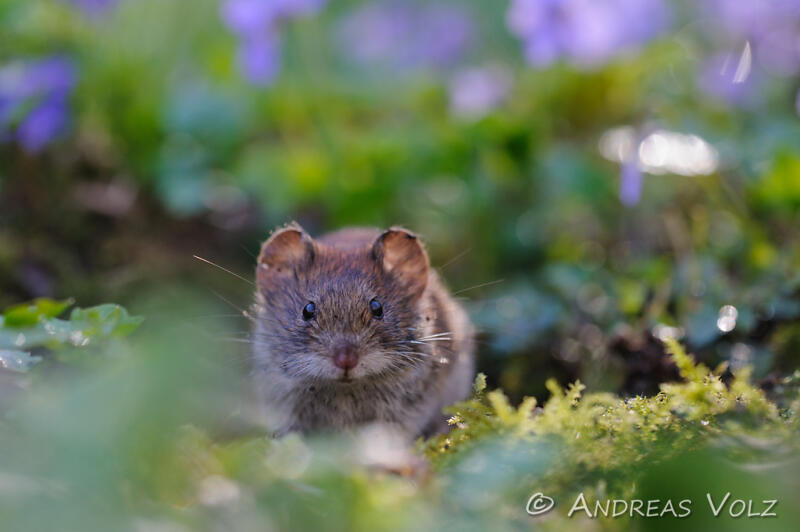 Nagetiere - Andreas Volz