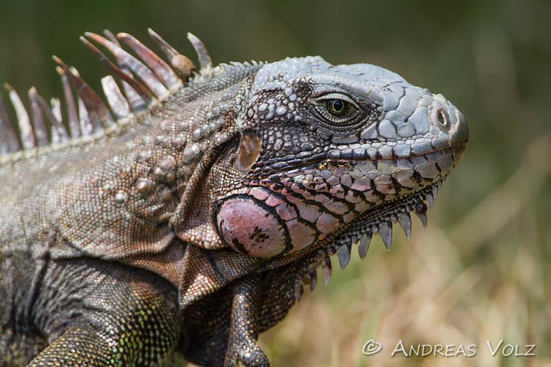 Echsen - Andreas Volz