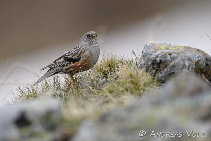 Voegel3460.jpg - Andreas Volz